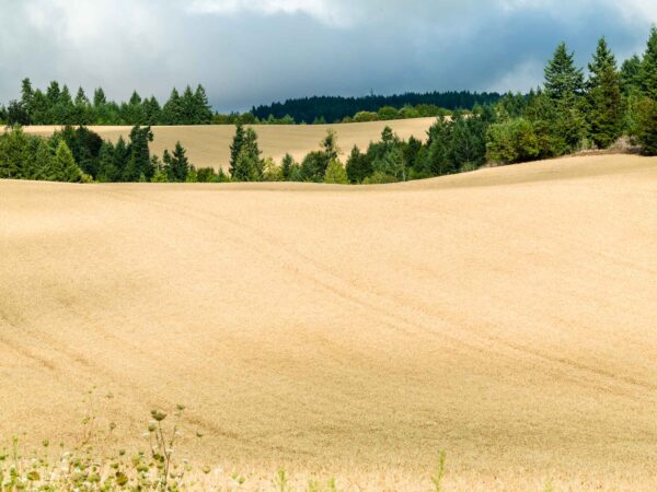 Three Feathers Vineyard in the Chehalem Mountains AVA